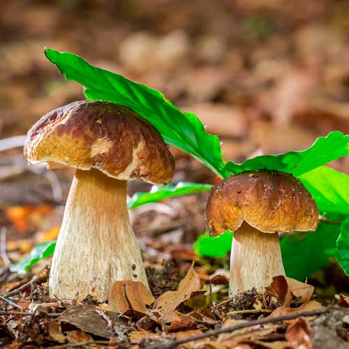 Otra forma de producir setas es posible. Proyecto circular y sostenible ...